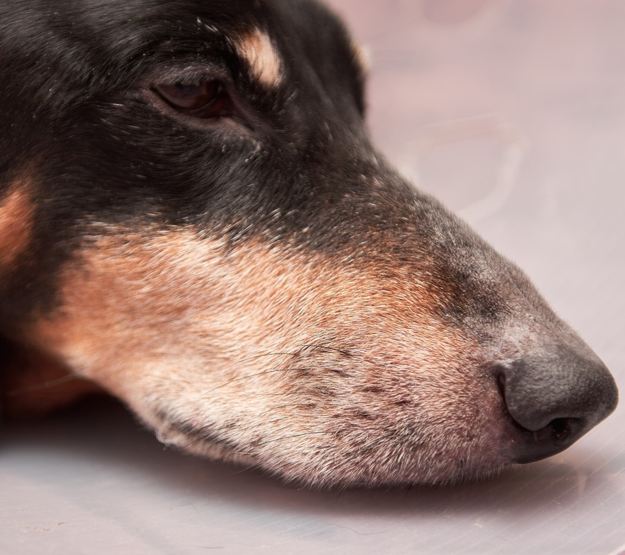 Honor a Loved One by Donating a Pacemaker to Dogs